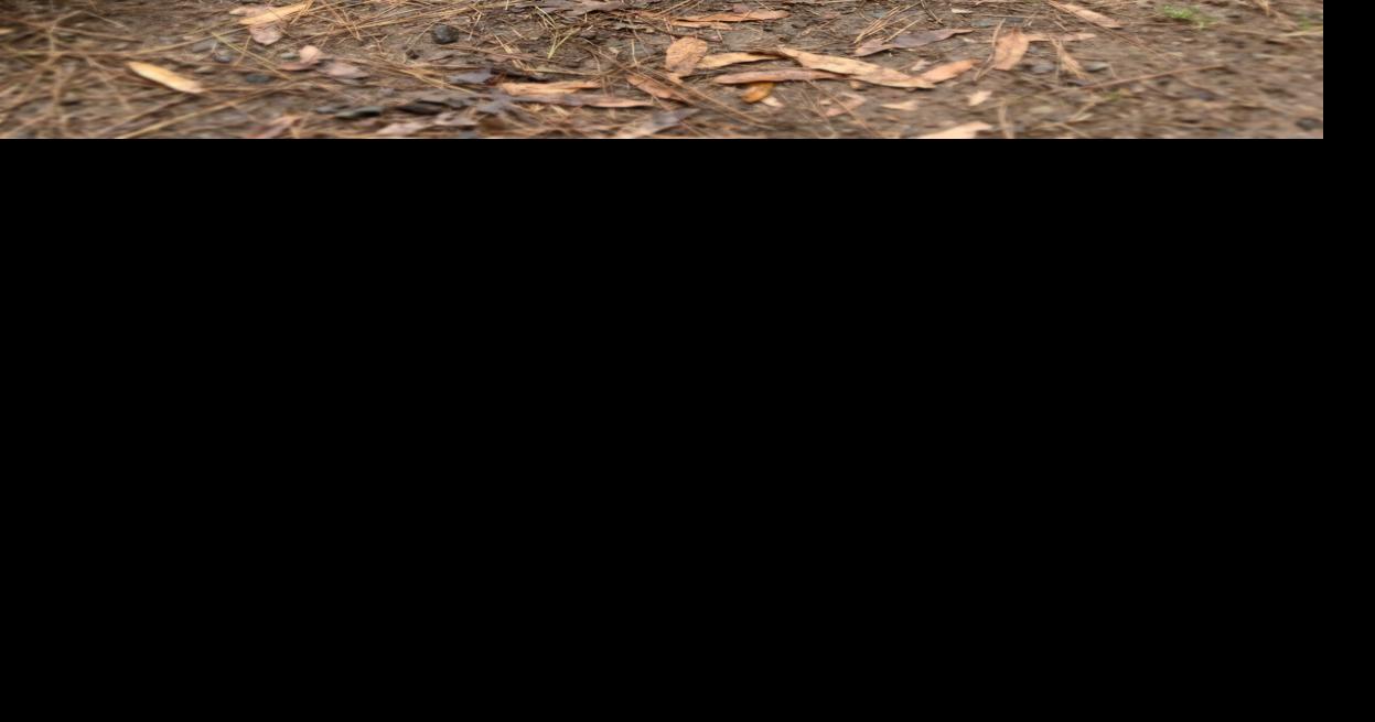 Rescue Ranch Pet of the Week