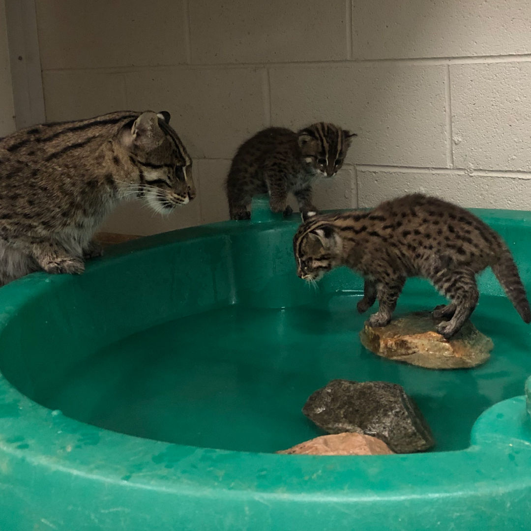 Watch now: 2 fishing cat kittens born at the Greensboro Science Center ...