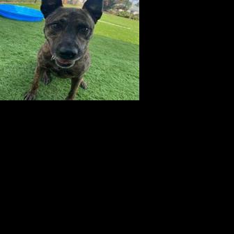 Pets of the Week: Doja ready to take in sights, smells in a new home