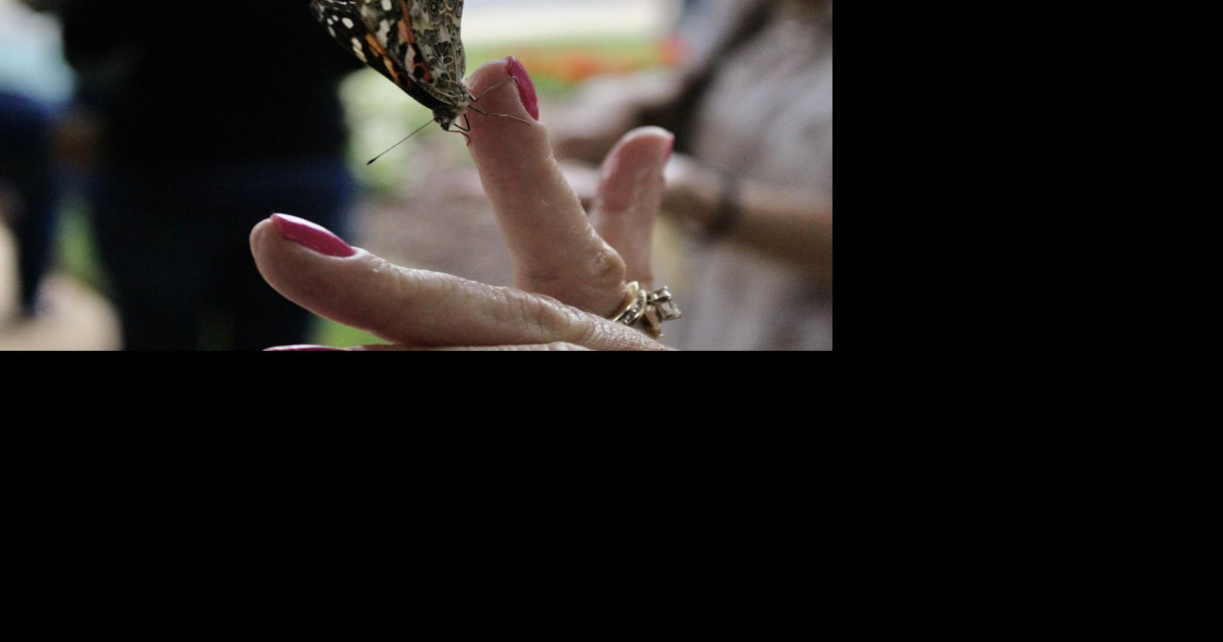 Compassionate Friends butterly release is way of remembering lost loved ...