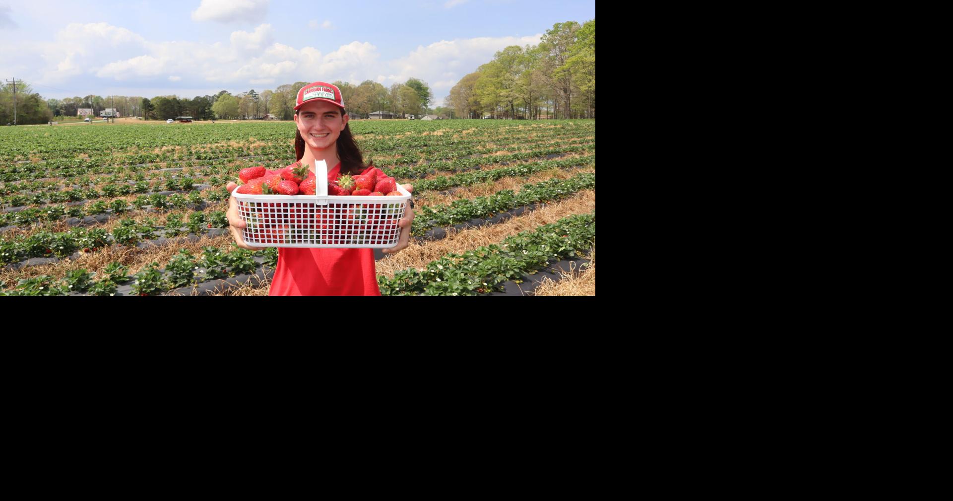 Carrigan Farms U-pick strawberries means spring is in the air