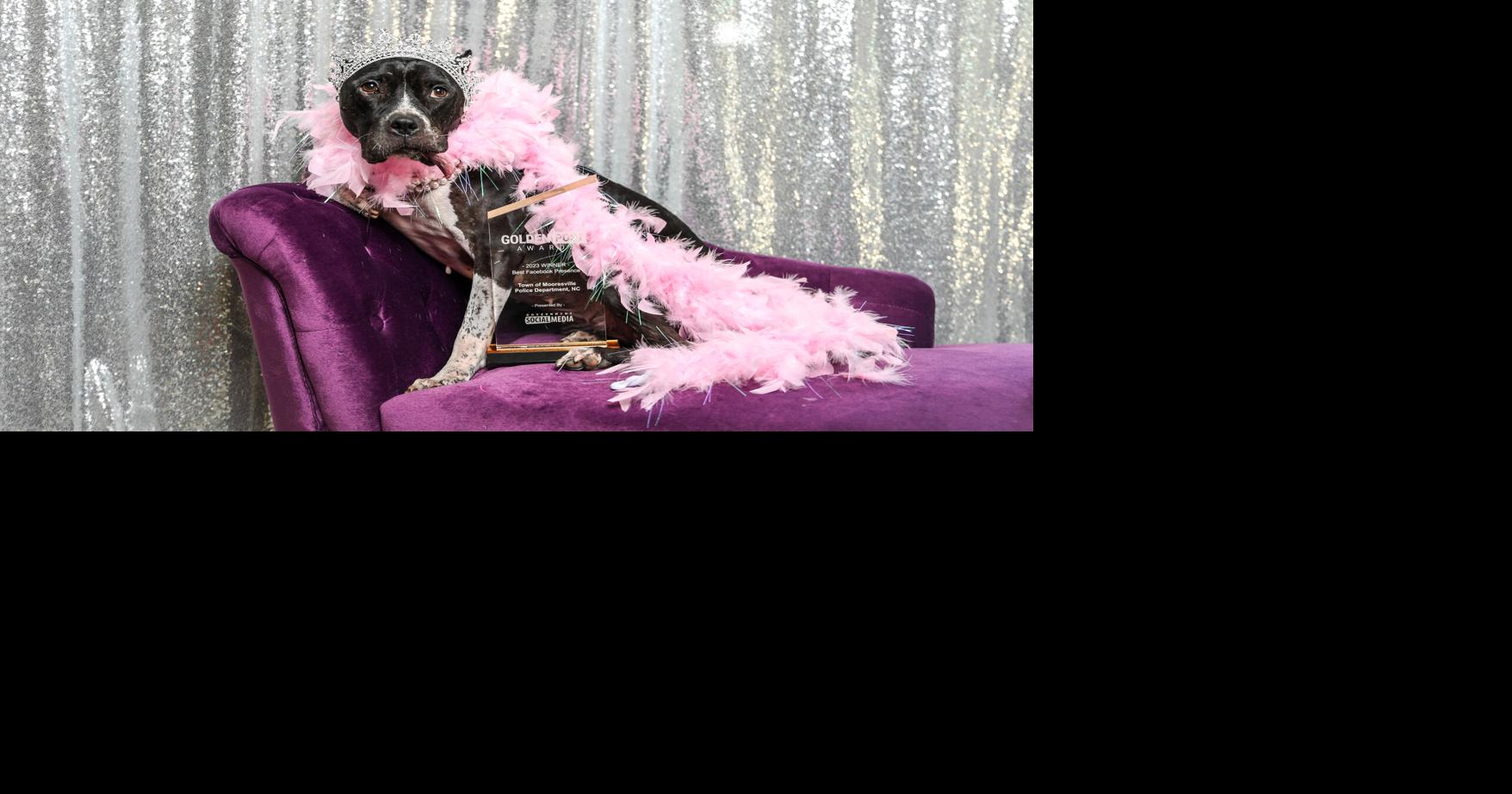 Mooresville police's Ella Says Facebook campaign honored with social ...