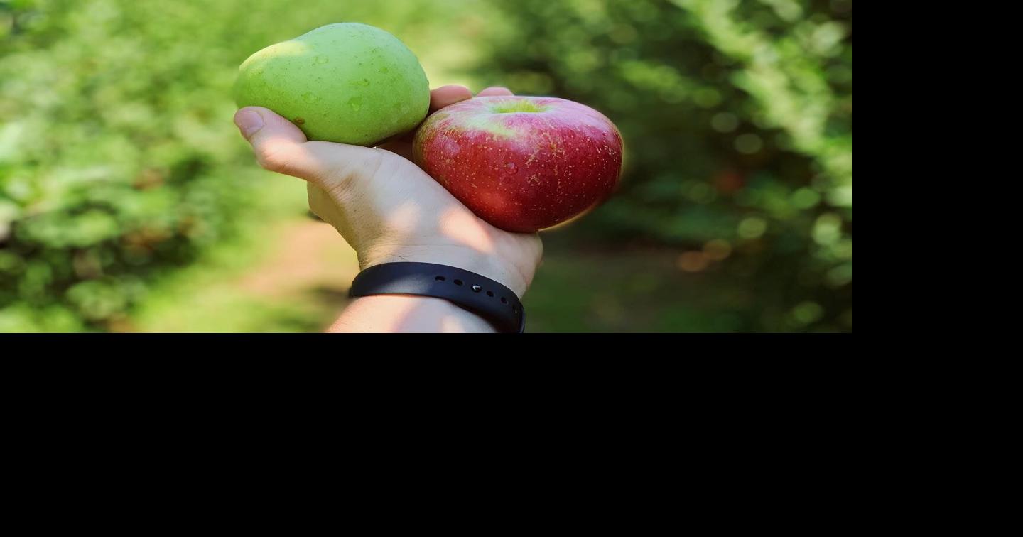 It's apple picking time: Carrigan Farms begins fall activities Sept. 5