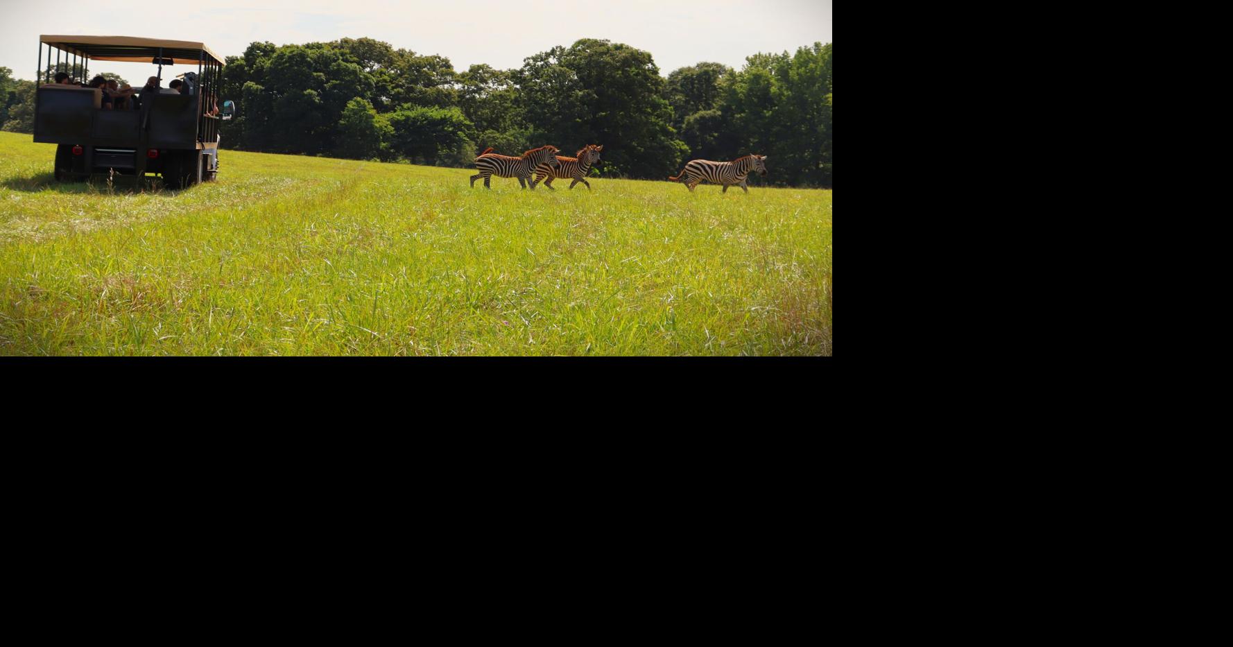 Georgia Safari Conservation Park Launches with a Soft Opening | News ...