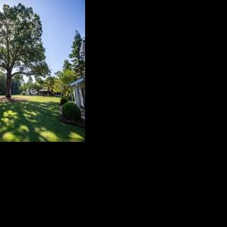 Treasured Trees of Madison: Meet 'The General' | Opinion ...