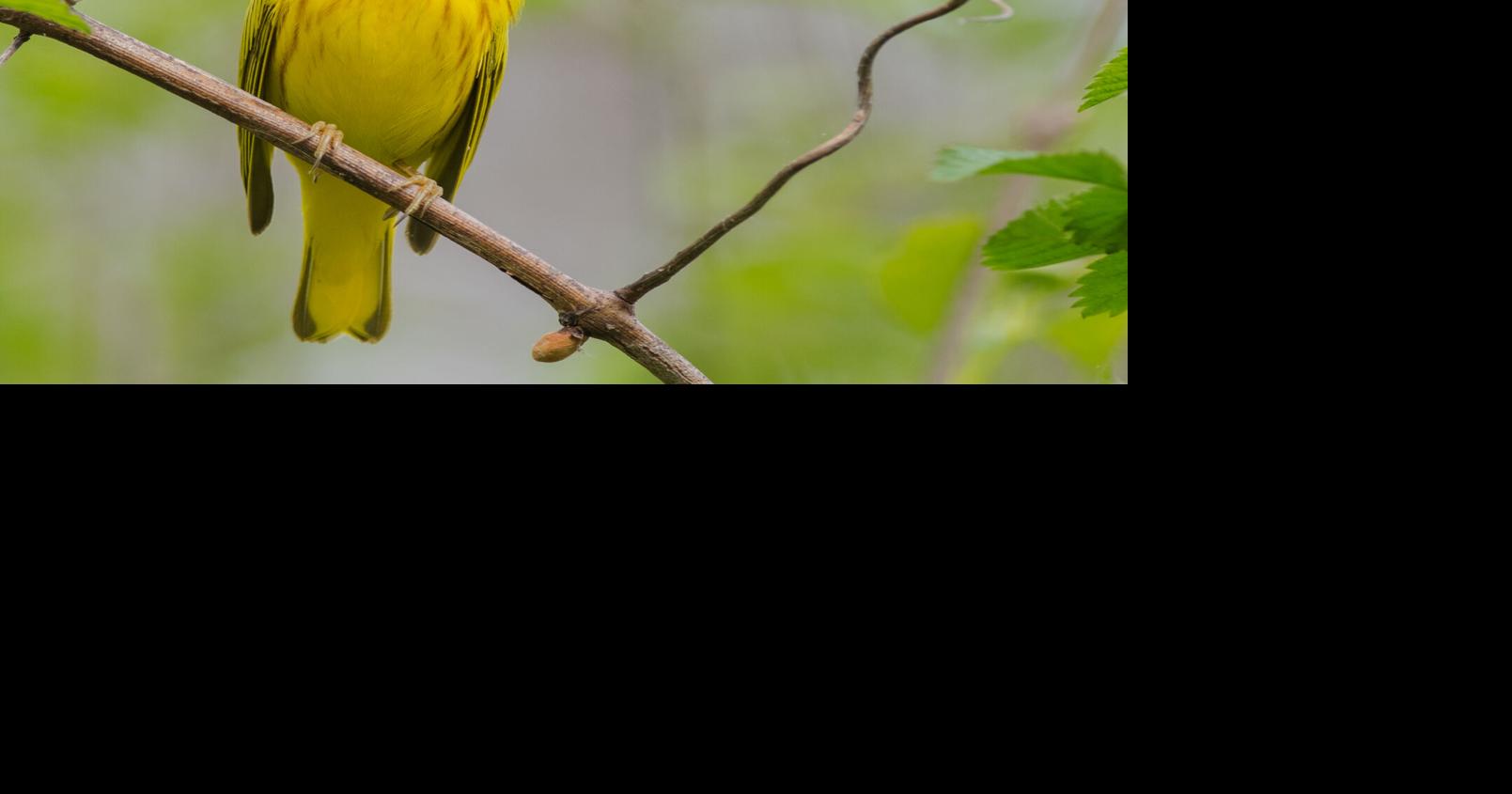 Georgia Bird Fest Summit slated for April 20 in Athens | News ...