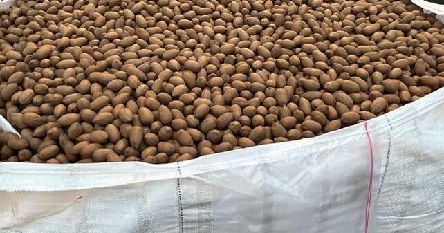 Pecan Crop at the Heart of Morgan County Spared Helene’s Wrath | News ...