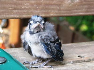 Bird-napping in the first degree | Opinion | morgancountycitizen.com