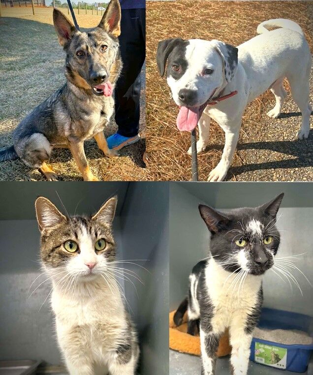 Morgan Animal Shelter Overflowing With Animals In Need of Homes | News ...