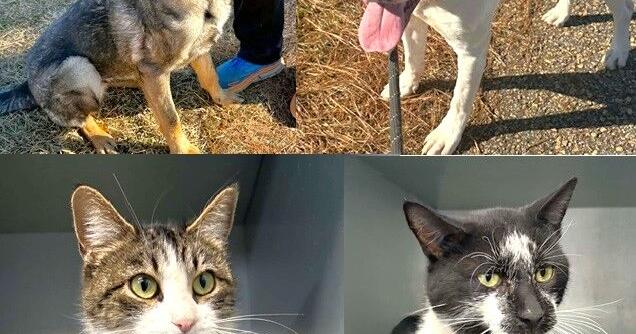 Morgan Animal Shelter Overflowing With Animals In Need of Homes | News ...