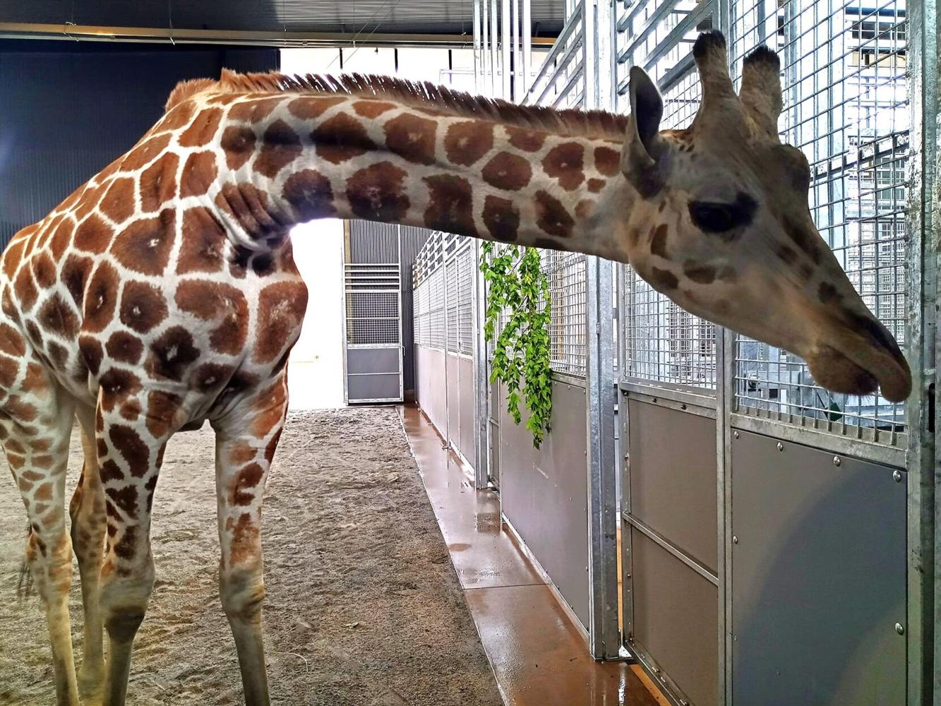 Georgia Safari Conservation Park Launches with a Soft Opening | News ...