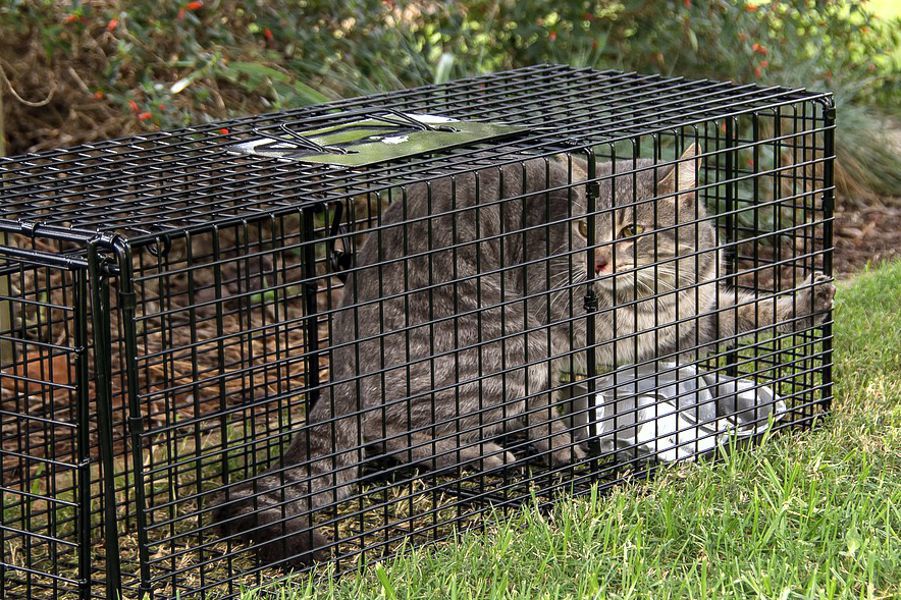 TNR: What is it and why does Burke County need it?