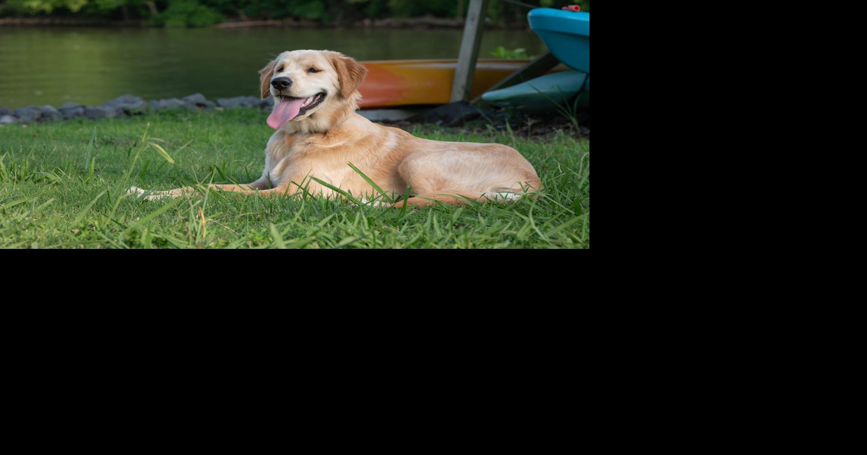 Cutest pet contest to raise funds for program