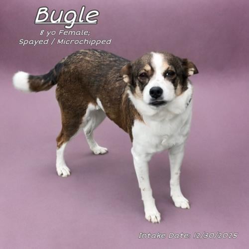 See adoptable Morganton NC dogs, cats at shelter