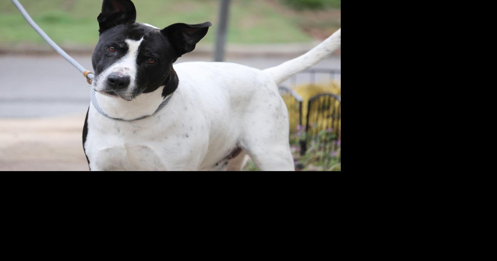 Burke County animal shelter revamping foster program