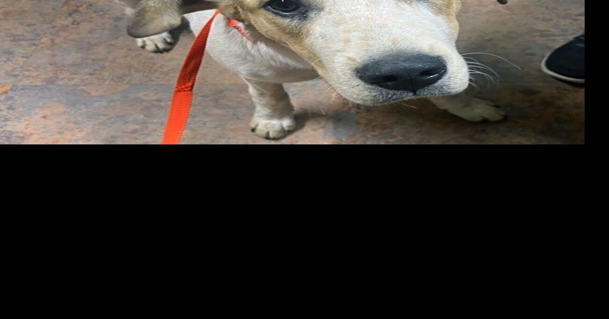 Pets of the Week: Jan. 20