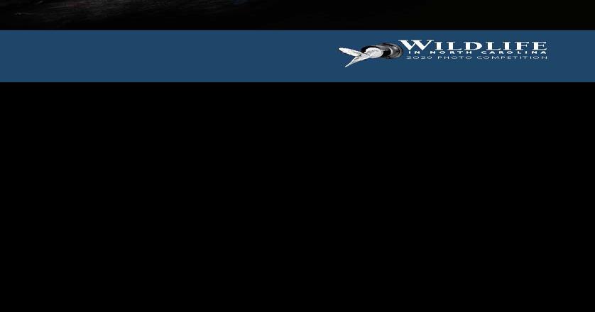 Common grackle photograph wins photo competition