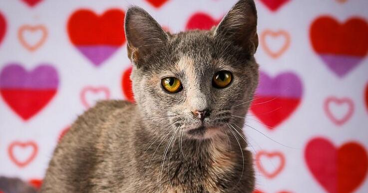 Meet Scrabble, the adorable cat who needs a home in Burke Co