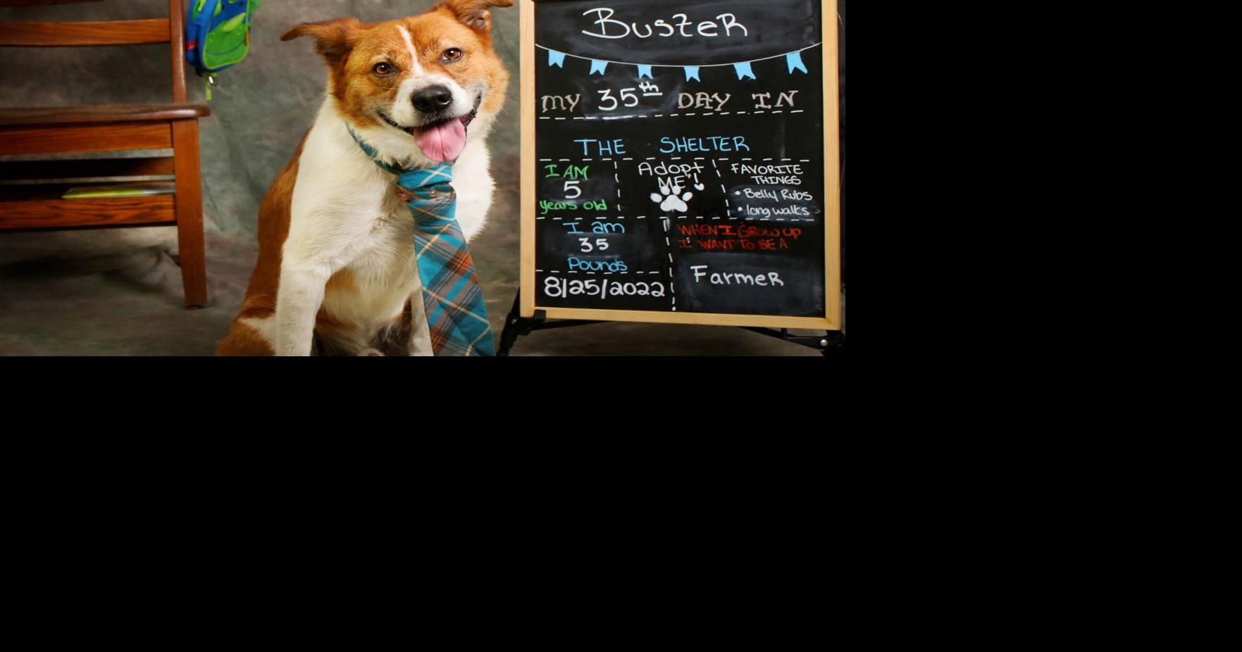 Pet of the Week at Burke County Animal Services