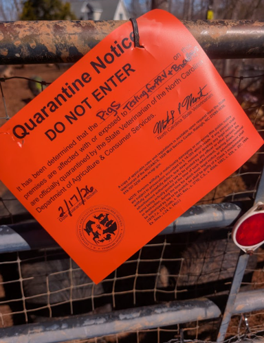 Groups rescue hoarded hogs in Burke County NC
