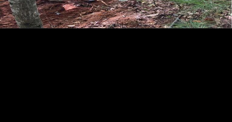 Local conservation group hosts multiple opportunities for service ...