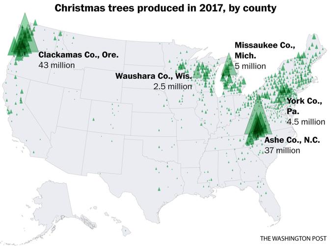 Where do American Christmas trees grow?