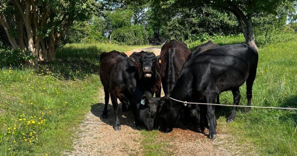 Cows on loose in Valdese, Drexel area caught, reclaimed