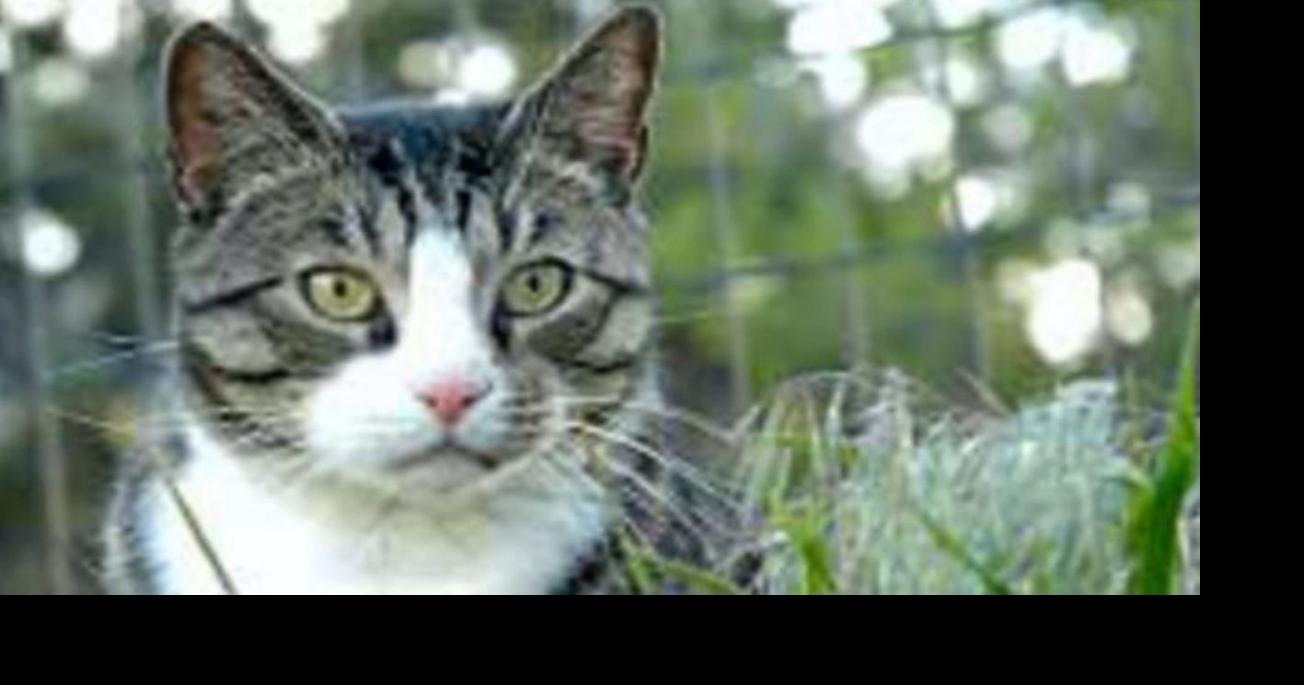 What’s the value of a cat?
