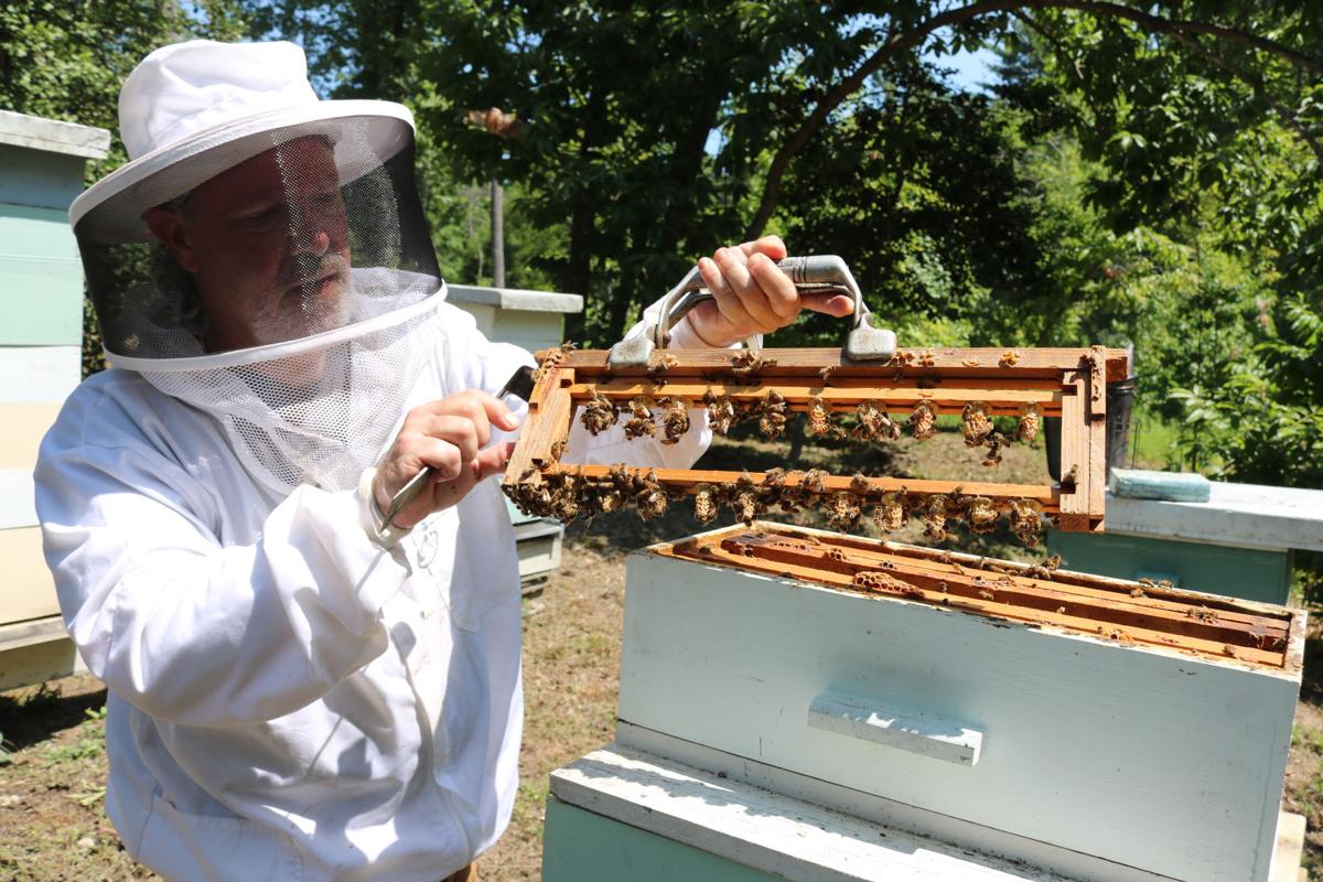 Local apiary aims to make better bees, beekeepers | Local News ...