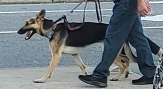 GALLERY: Night Out in Morganton (Shelby Rae Moore Band) | Local News ...