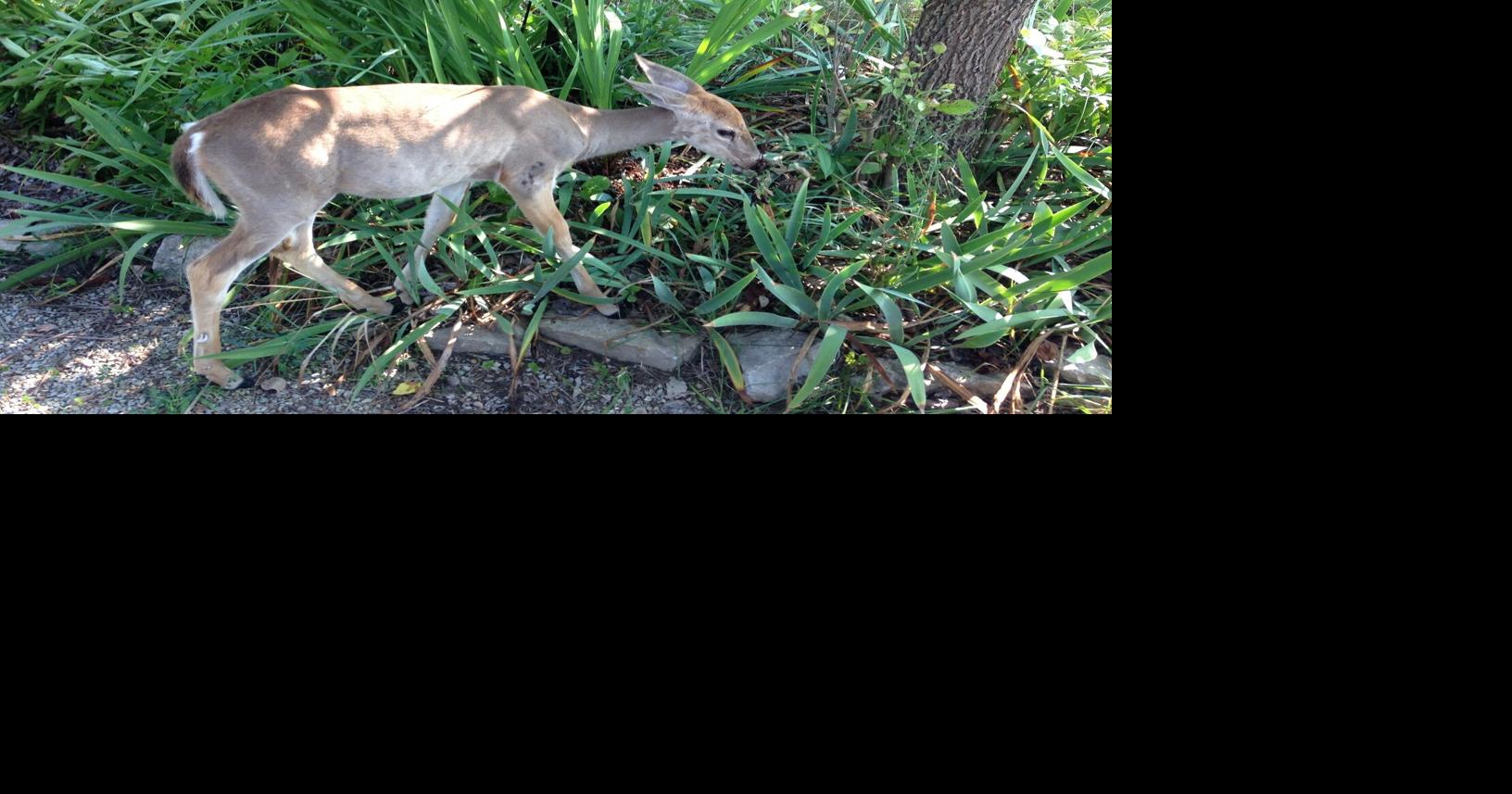 Design a deer-resistant garden without a fence