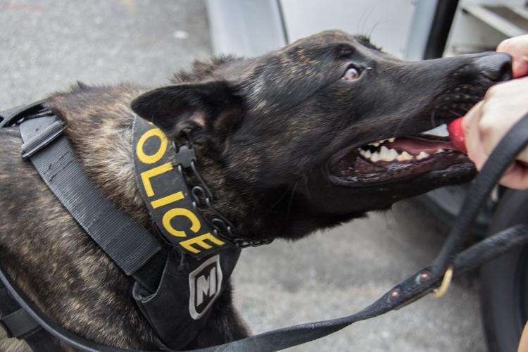 New public safety K-9 undergoing first week of patrol