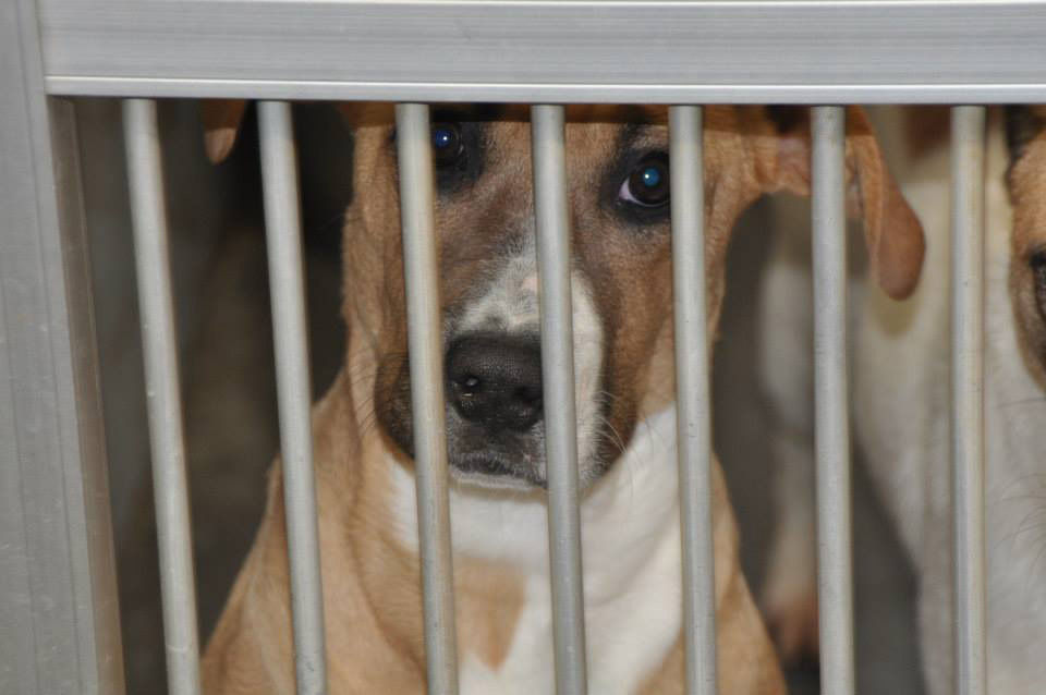 A LIFE IN CHAINS: Local experts elaborate on dog tethering | Latest ...