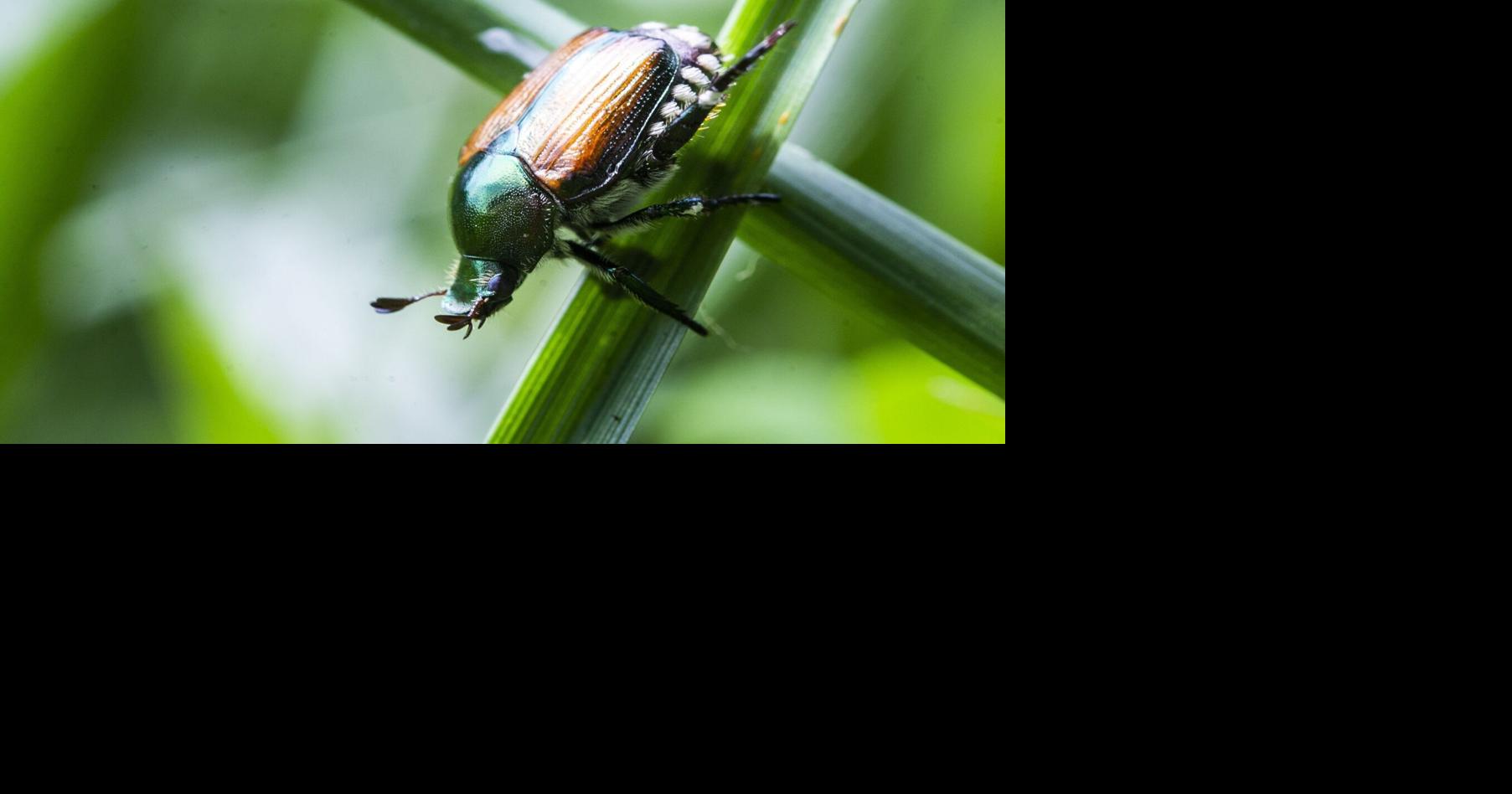The buzz about those green June beetles swarming yards
