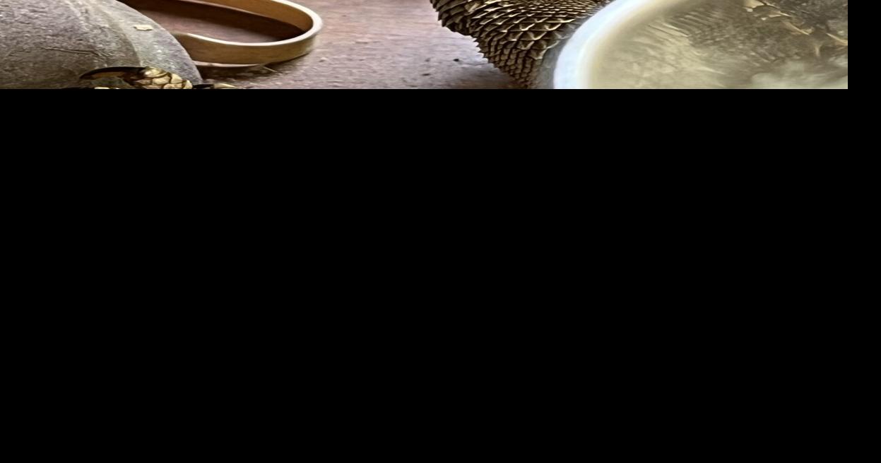 A tale of two Georges - Burke County Notebook