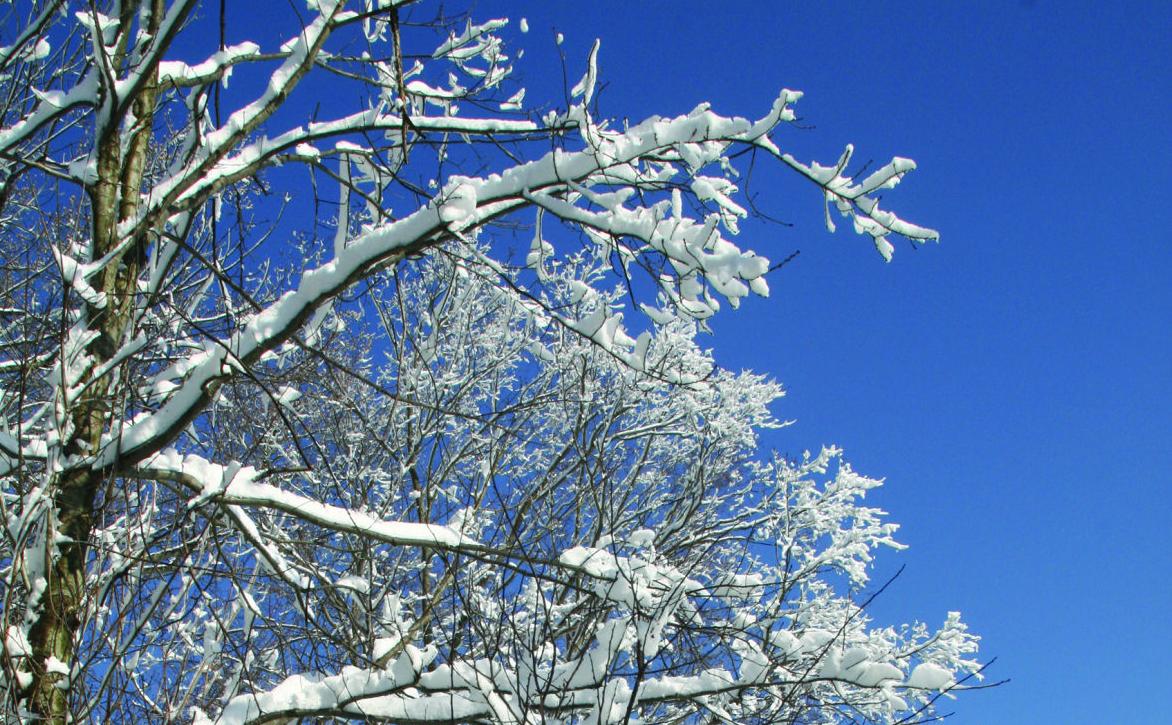 Wintry mix forecast for area