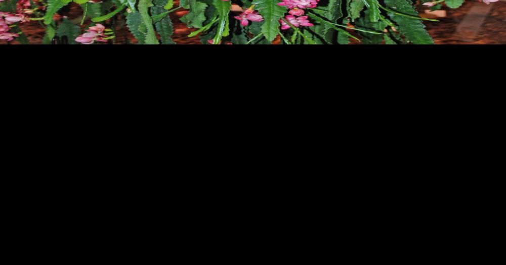 Brighten someone’s holiday season with Christmas cactus