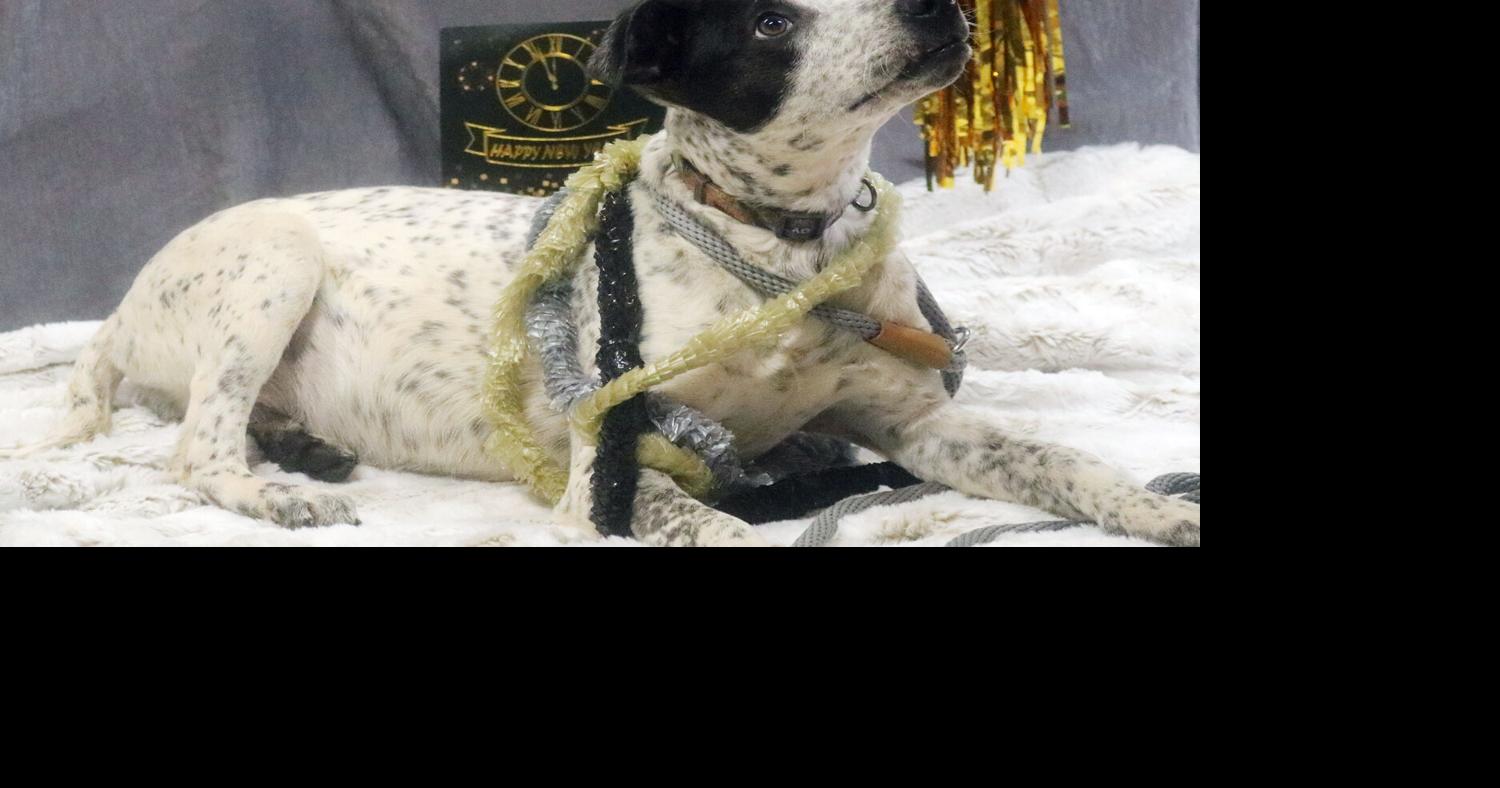 Pets of the Week: Jan. 6