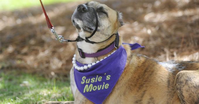 Once burned and beaten, Susie became a canine ambassador. Shelter ...