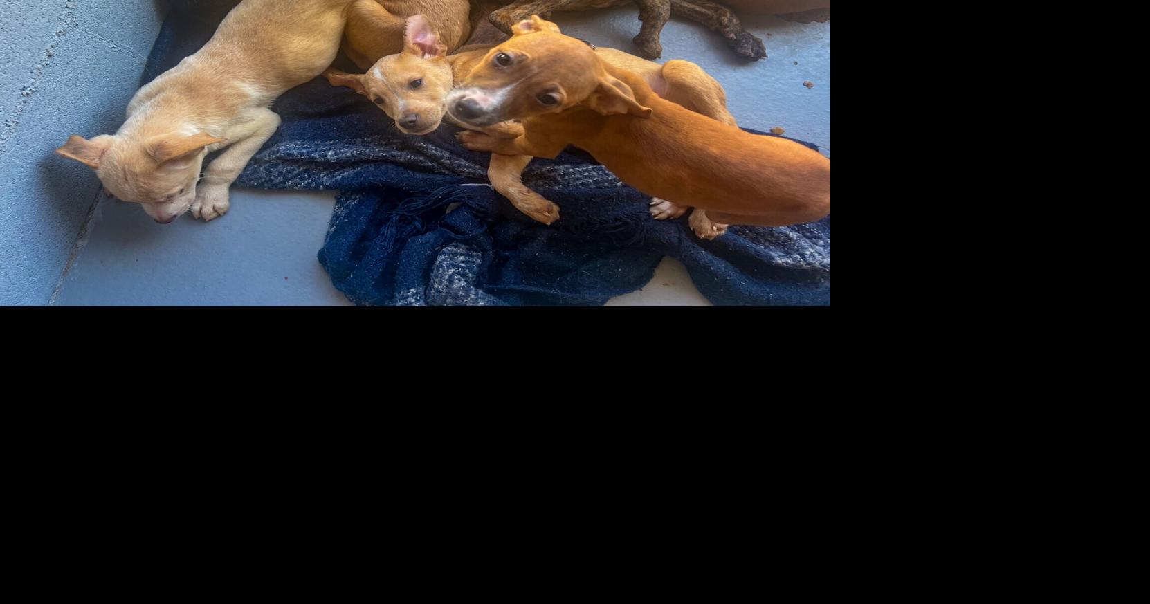 Want a puppy? Burke Animal Services has some