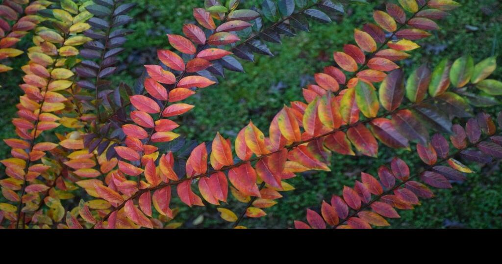 Enjoying the beauty and science behind fall color