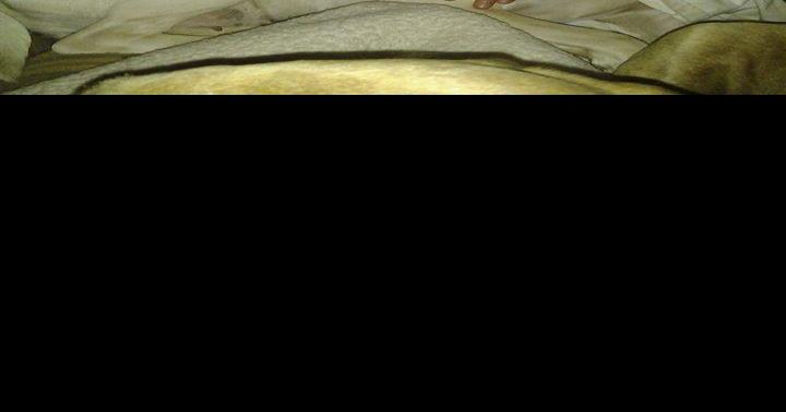 Dog surrendered to Animal Control awaits death sentence