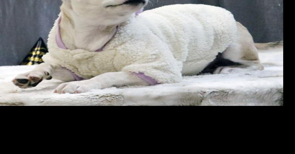 Pets of the Week: Jan. 13