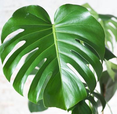 Fenestrated plants
