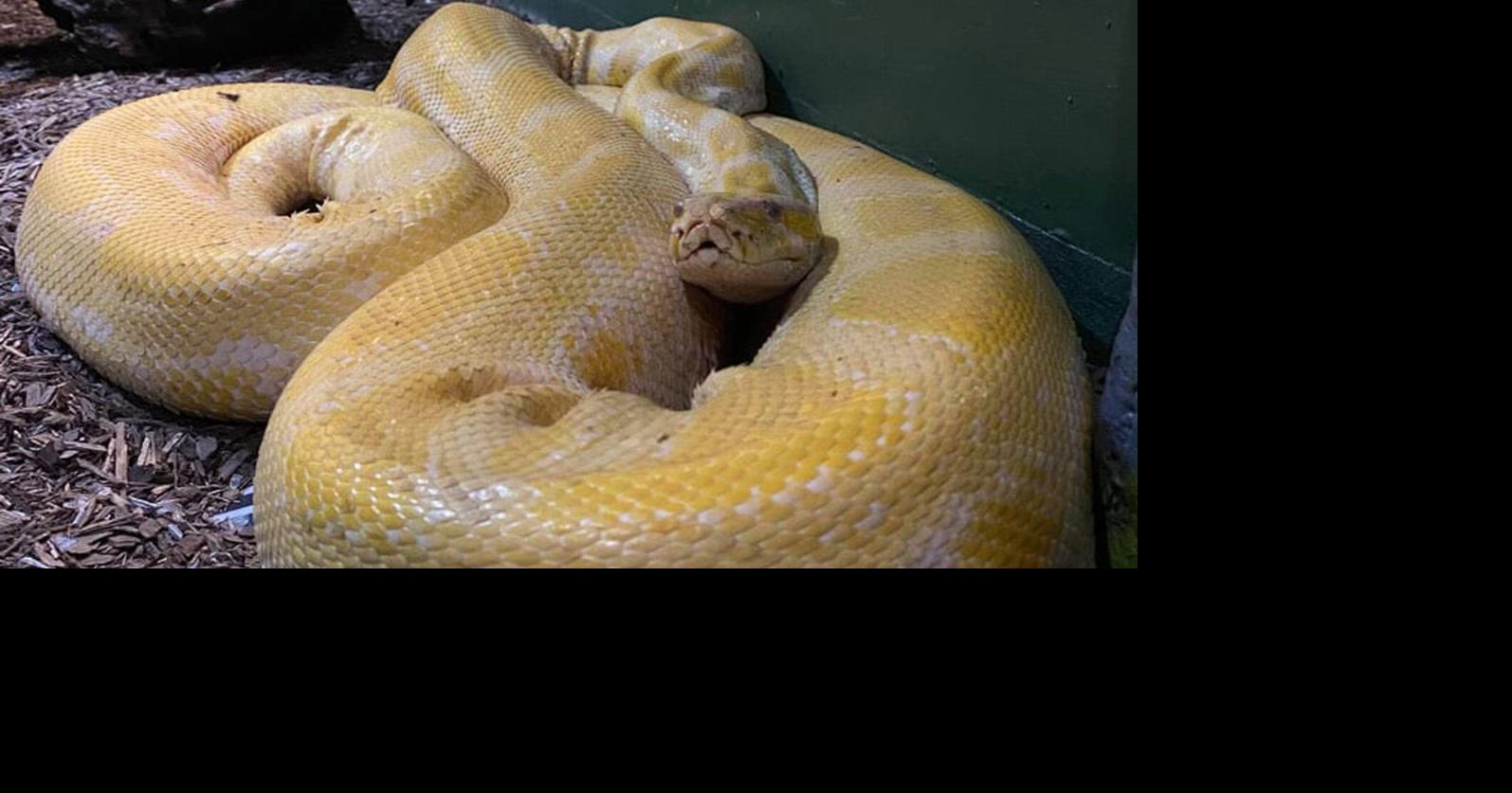 A 12-foot Burmese python missing from a Louisiana mall aquarium has ...