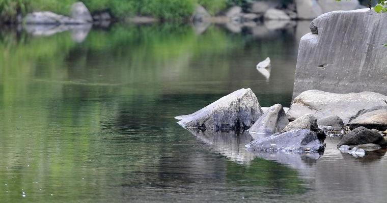 Environmental groups partner to clean creek area