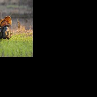 Wild turkey season set to open