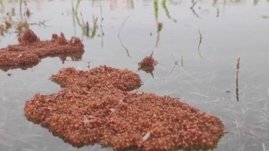 Fire Ants Water