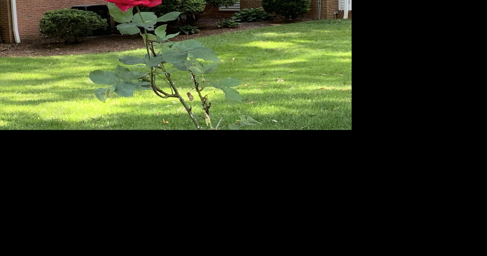 Expert suggests hardy rose varieties