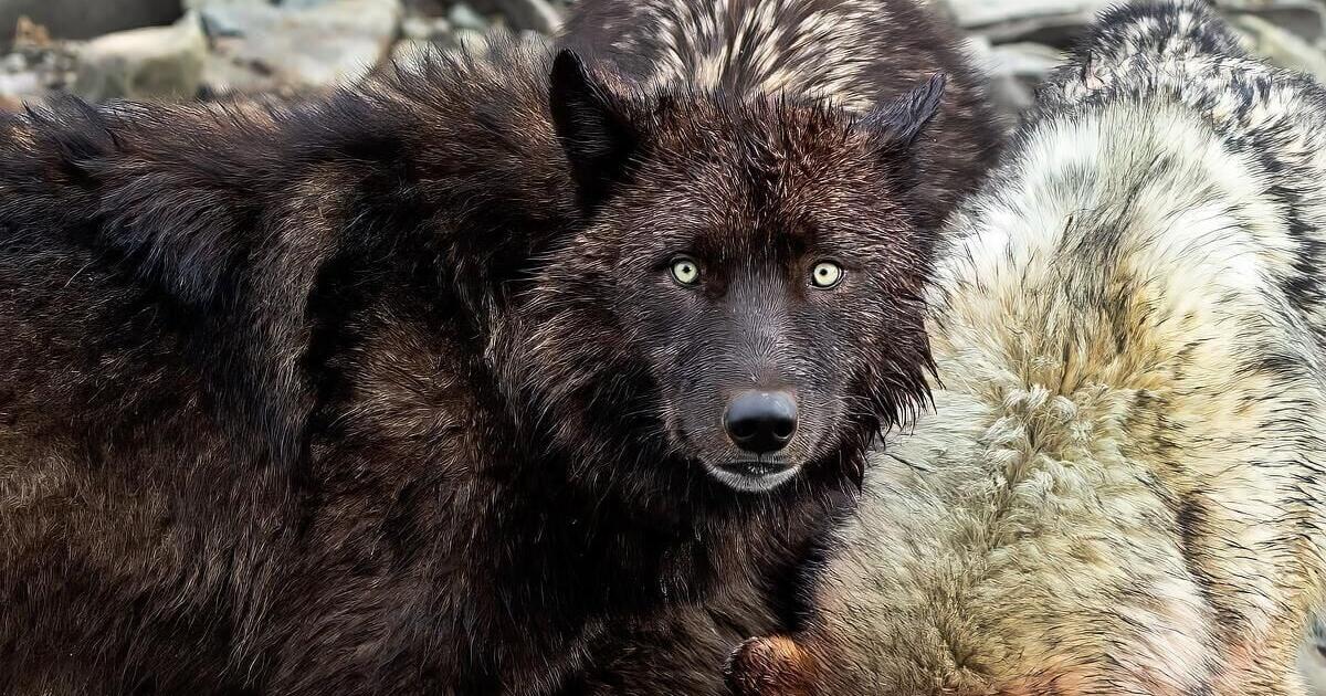 Judge: Montana wolf hunting and trapping season quota can continue ...